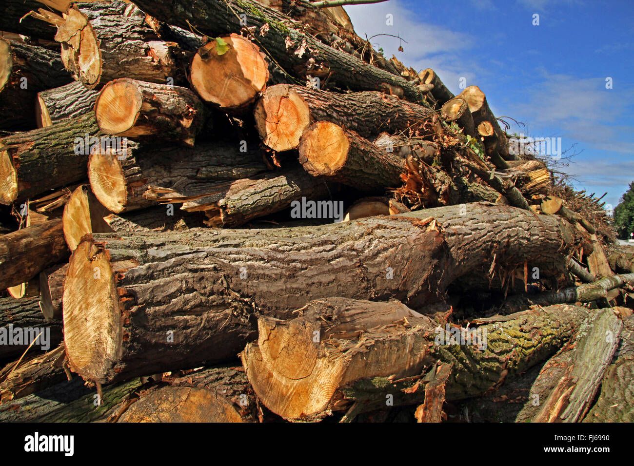 Timber deforestation hi-res stock photography and images - Alamy