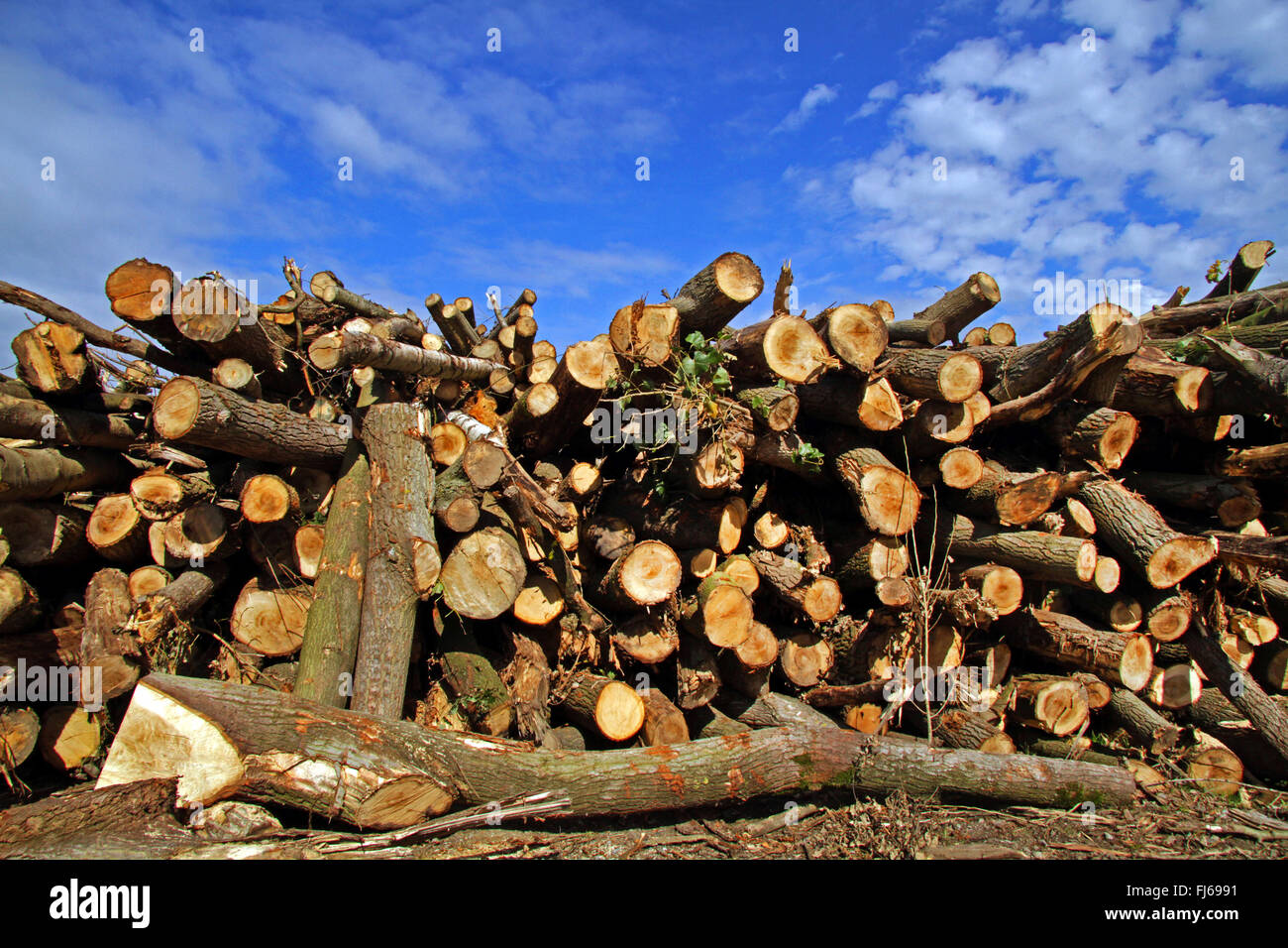 Timber deforestation hi-res stock photography and images - Alamy