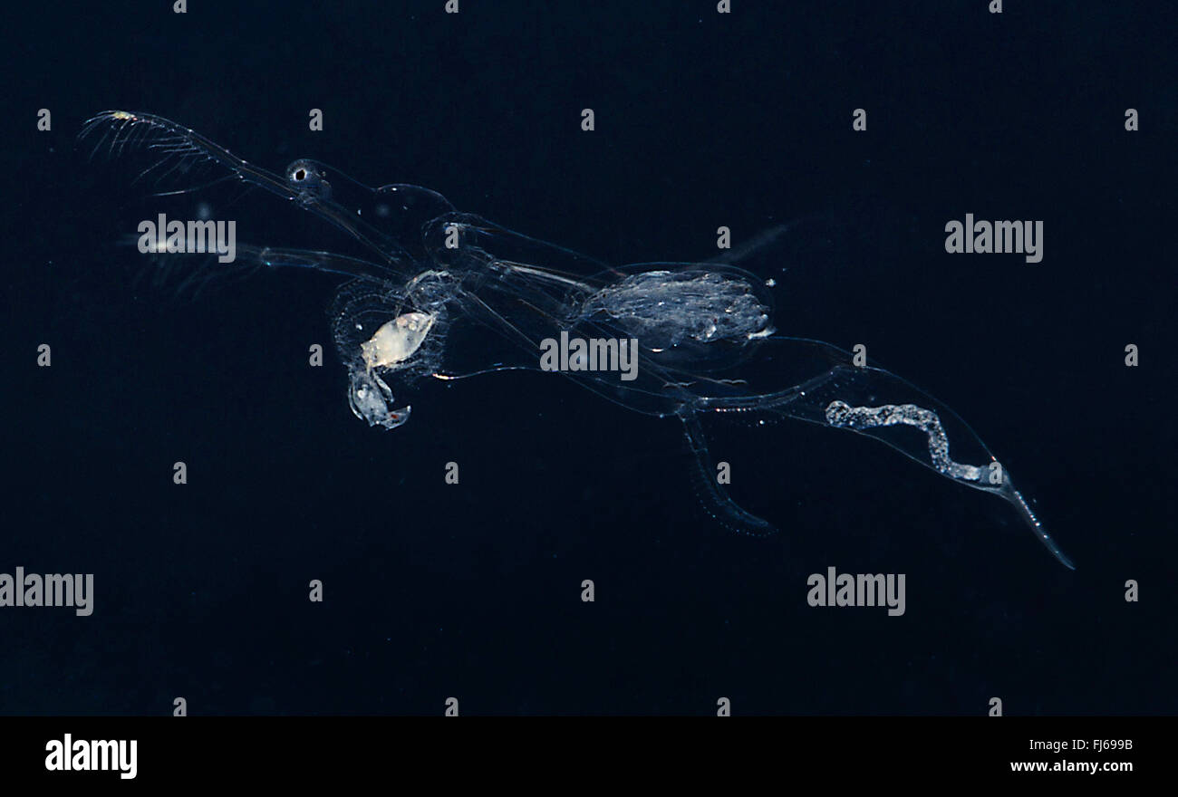 Water fleas cyclops hi-res stock photography and images - Alamy