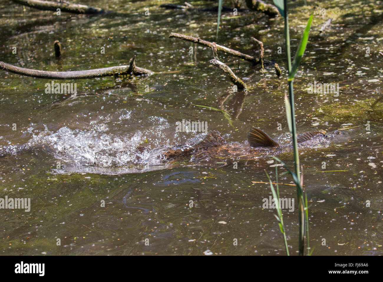 carp, common carp, European carp (Cyprinus carpio), spawning in shallow ...