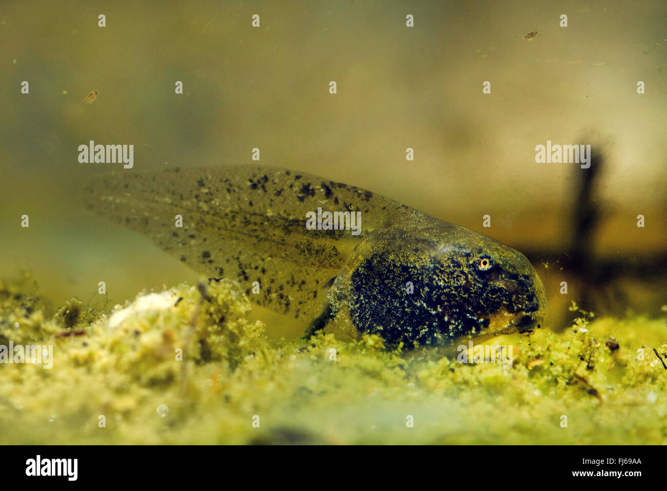 common frog, grass frog (Rana temporaria), pollywog with hind legs ...