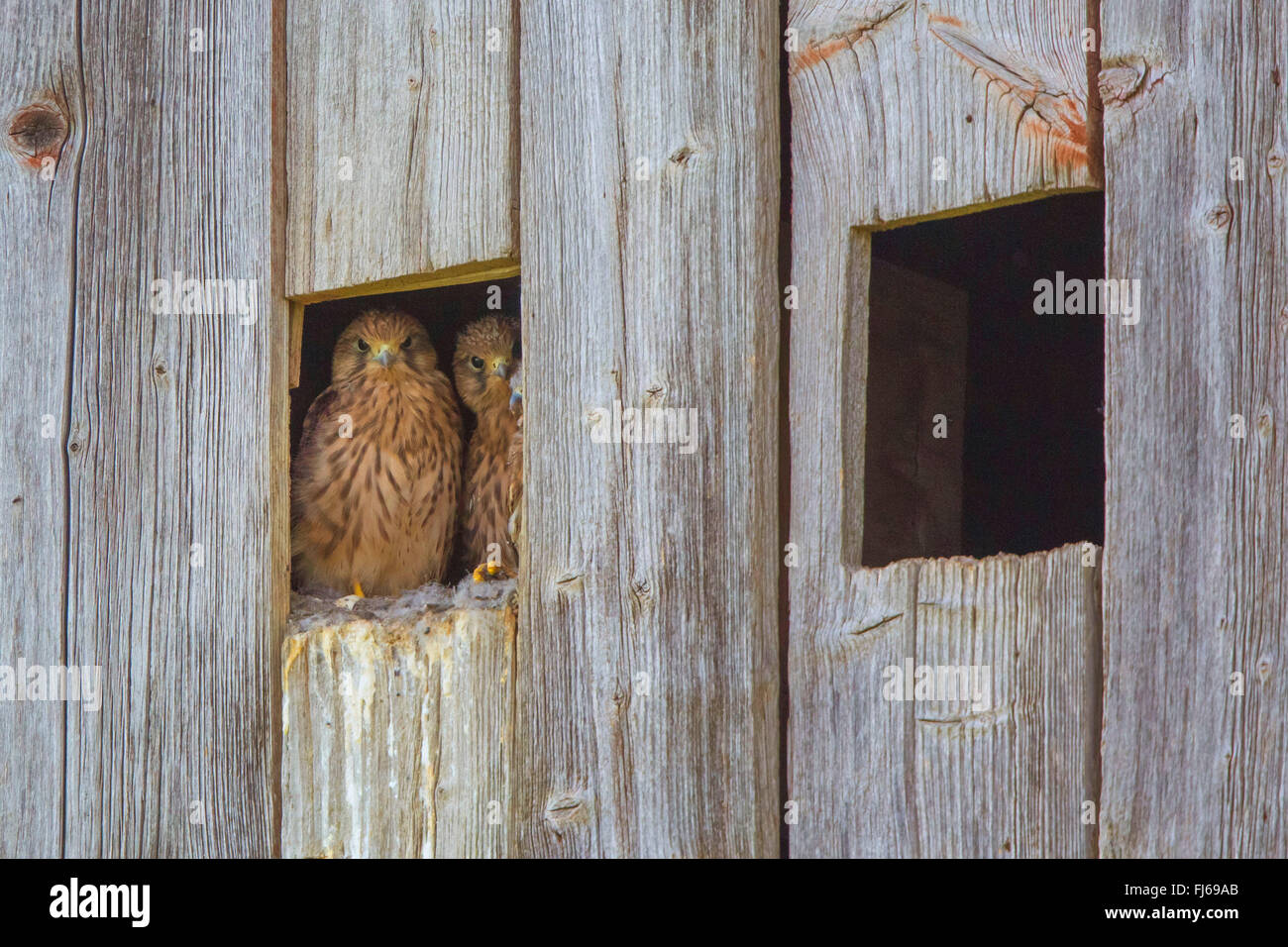 European Kestrel, Eurasian Kestrel, Old World Kestrel, Common Kestrel ...