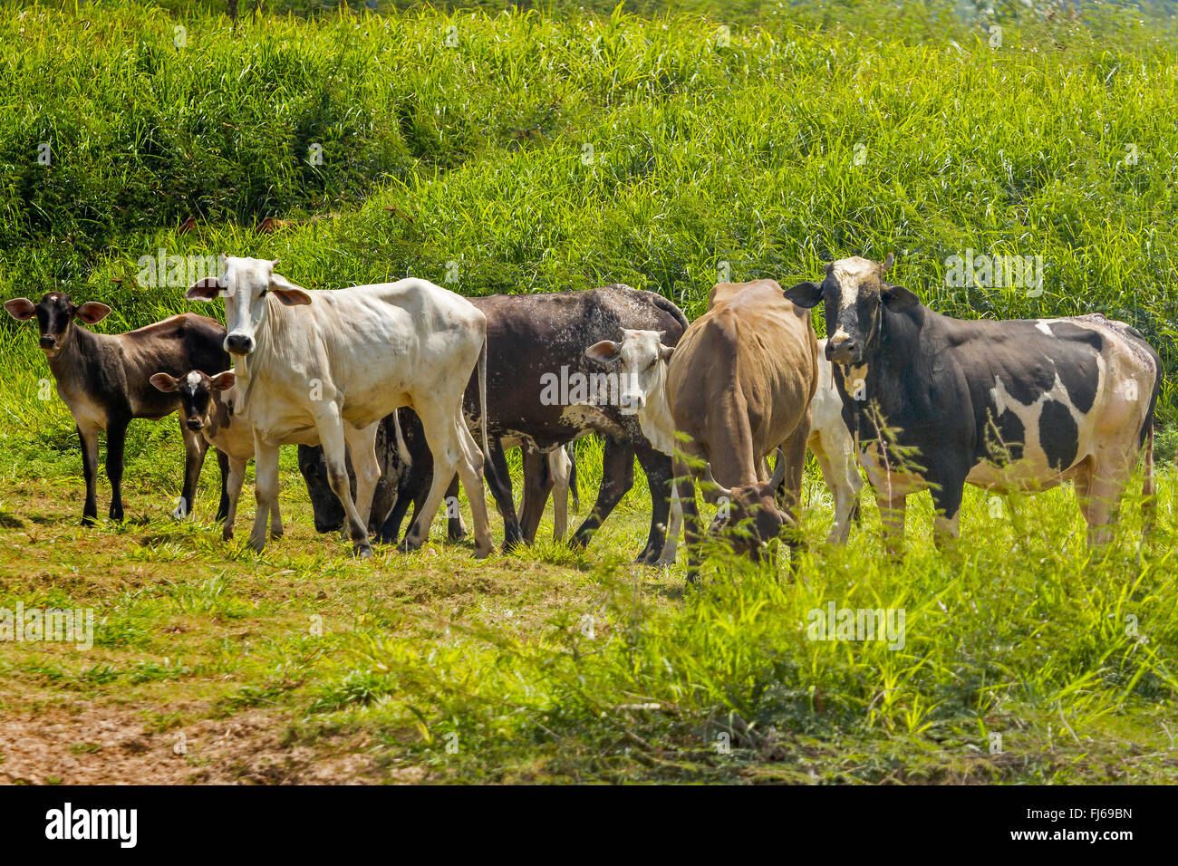 Indo brazilian cattle hi-res stock photography and images - Alamy