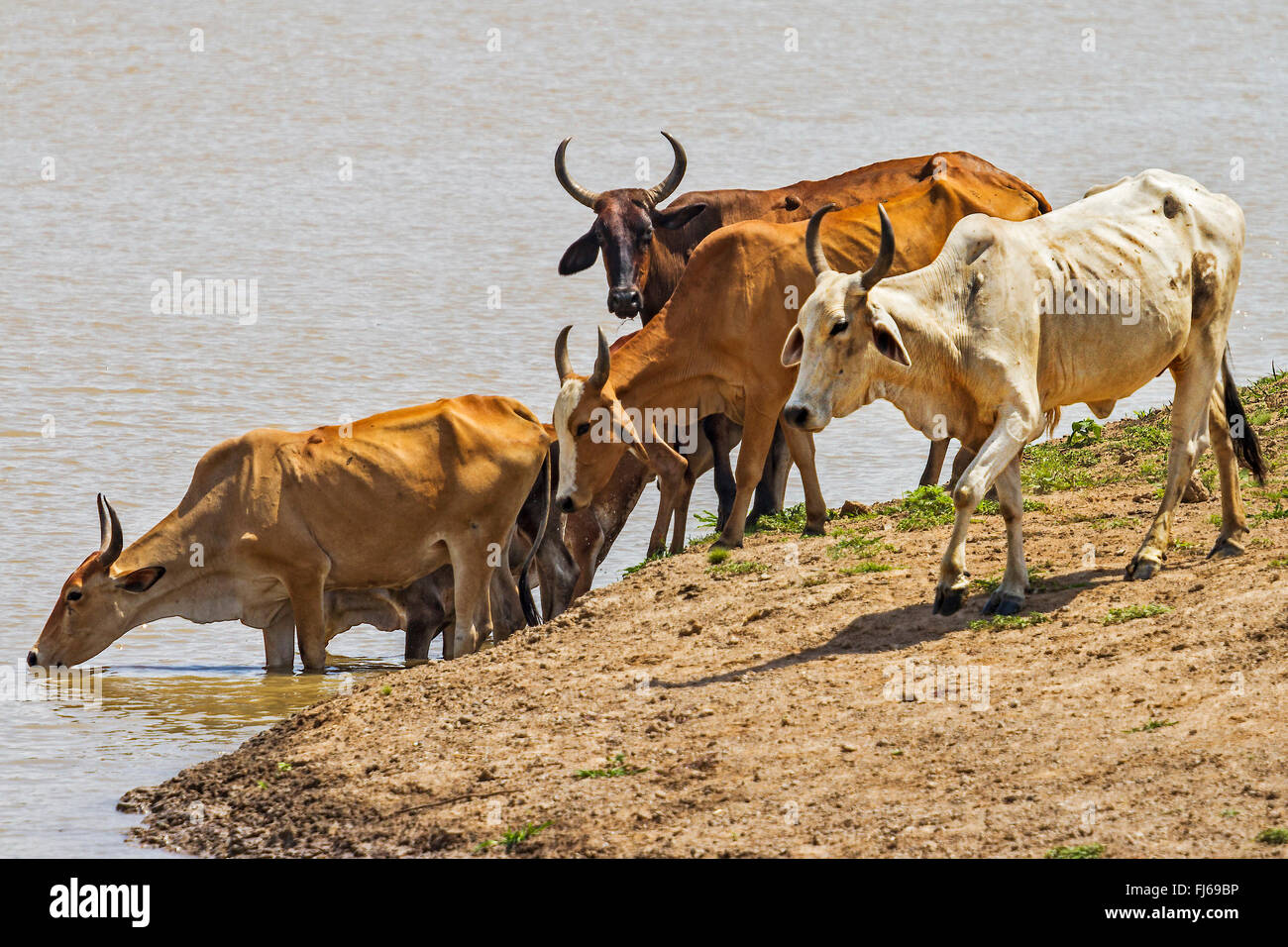Indo brazilian livestock hi-res stock photography and images - Alamy