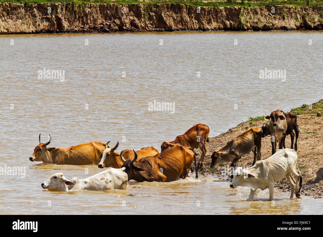 Cattle Crossing The River Santarem Brazil Stock Photo - Alamy
