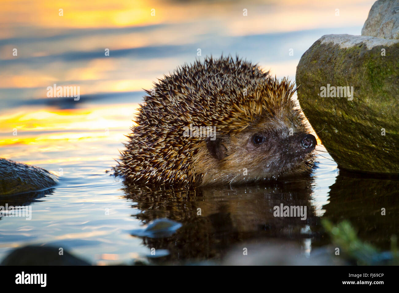 Western hedgehog, European hedgehog (Erinaceus europaeus), in shallow ...