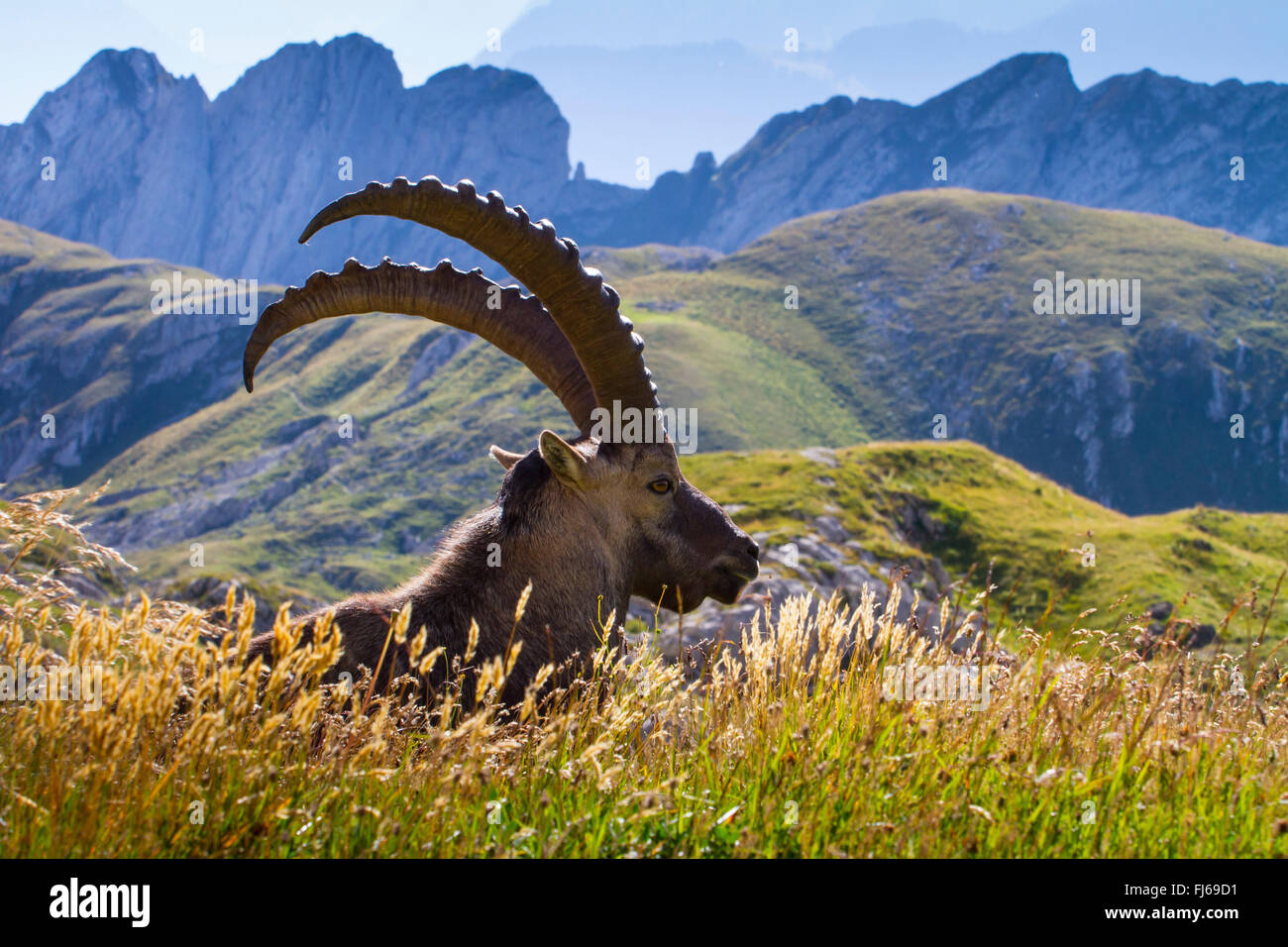 Alpine ibex (Capra ibex, Capra ibex ibex), sunning in an alpine meadow ...