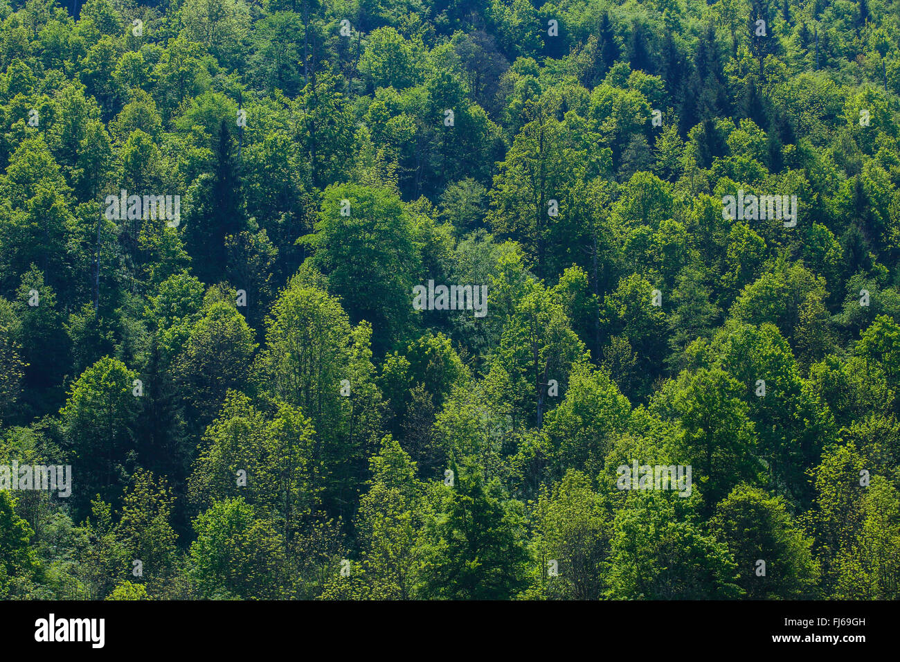 Beech forest habitat hi-res stock photography and images - Alamy