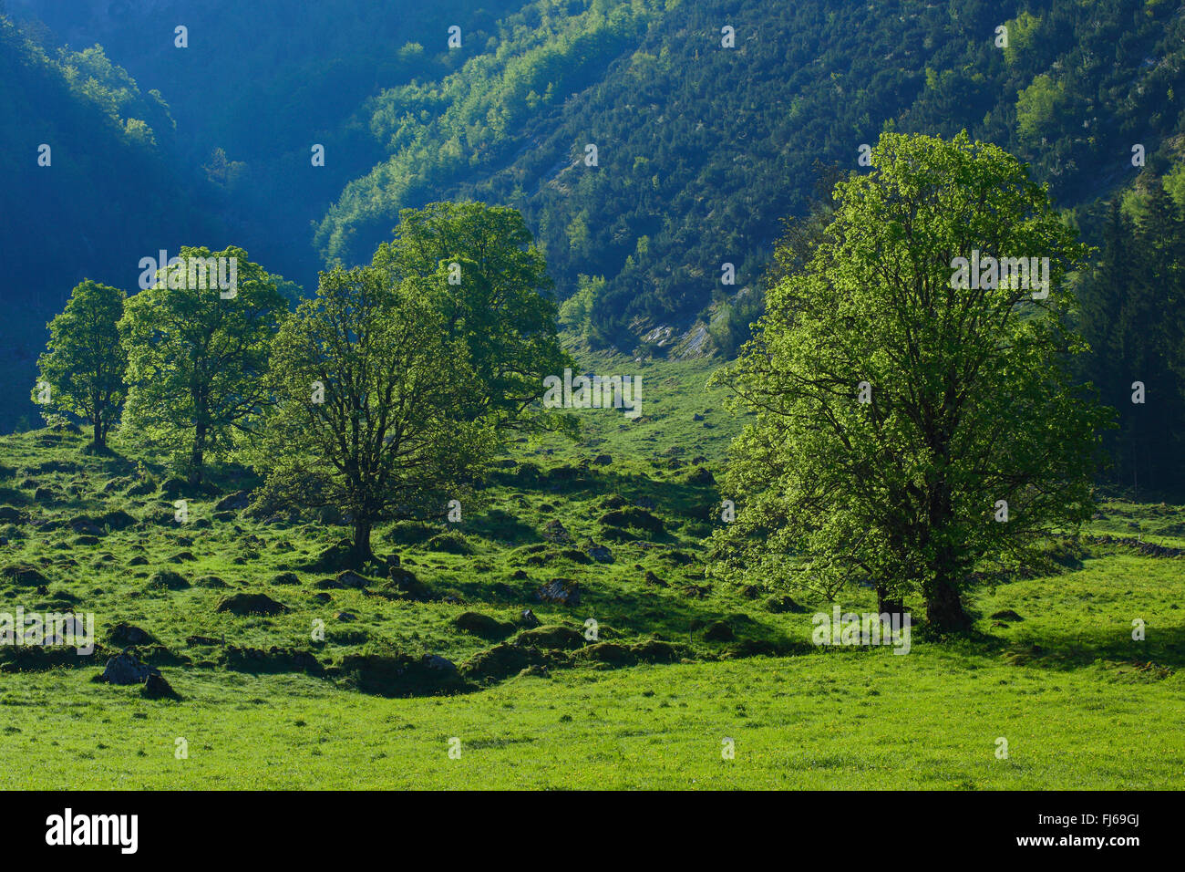 Sycamore maples hi-res stock photography and images - Alamy