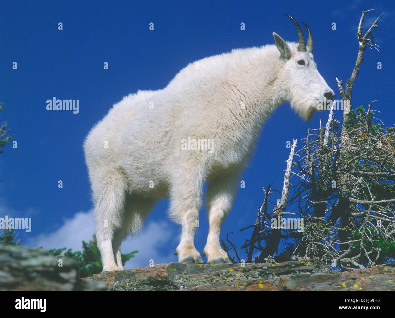 Mountain goat (Oreamnos americanus), standing on a rock, USA, Montana ...
