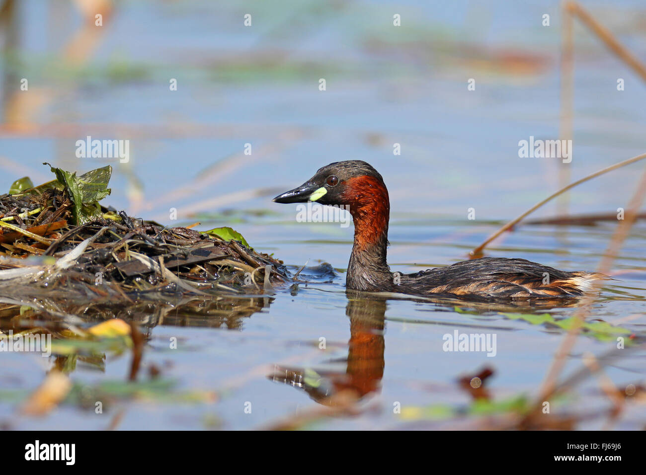 little grebe (Podiceps ruficollis, Tachybaptus ruficollis), swims to ...