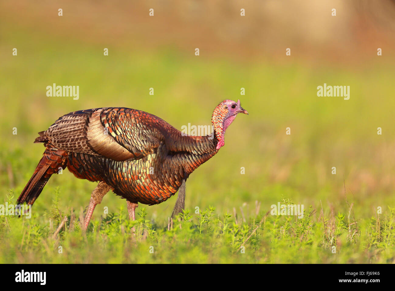 Wild turkey walking side view hi-res stock photography and images - Alamy