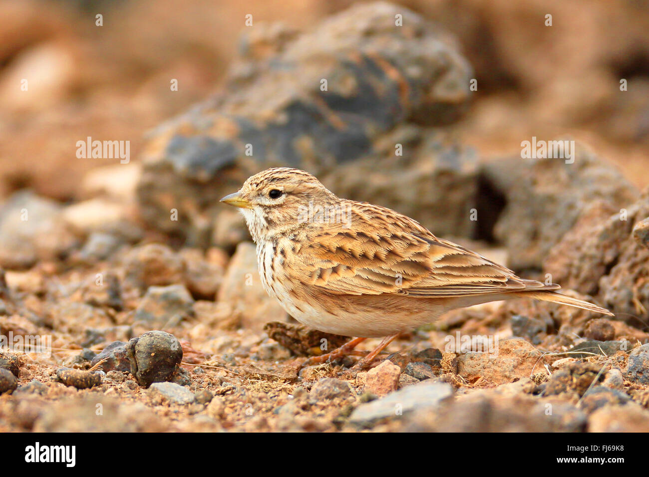 lesser short-toed lark (Calandrella rufescens), sits in semi-desert ...