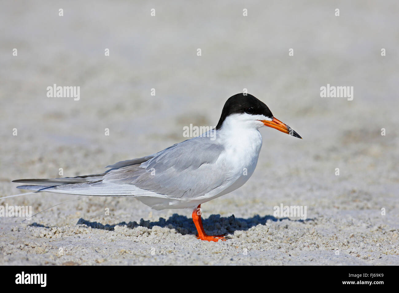 forster's tern (Sterna forsteri), stands on the beach, USA, Florida ...