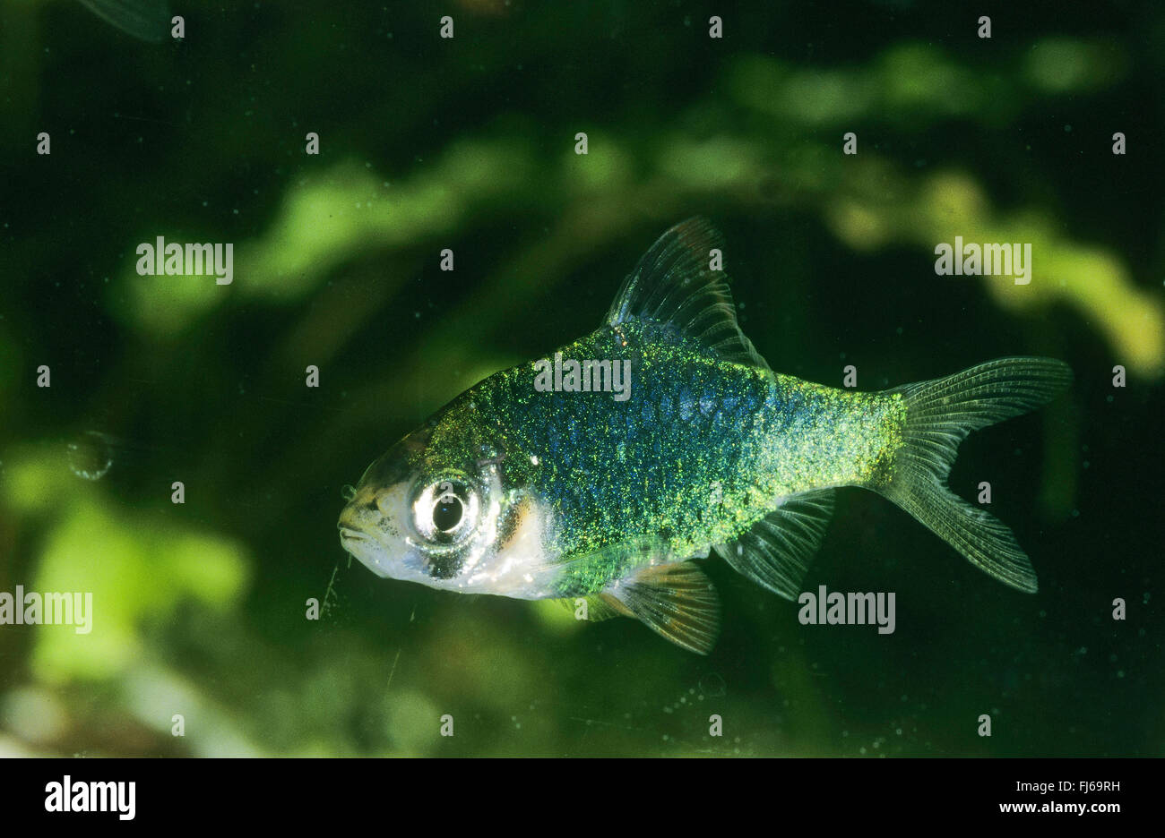 Sumatra barb, Tiger barb (Puntigrus tetrazona, Puntius tetrazona ...
