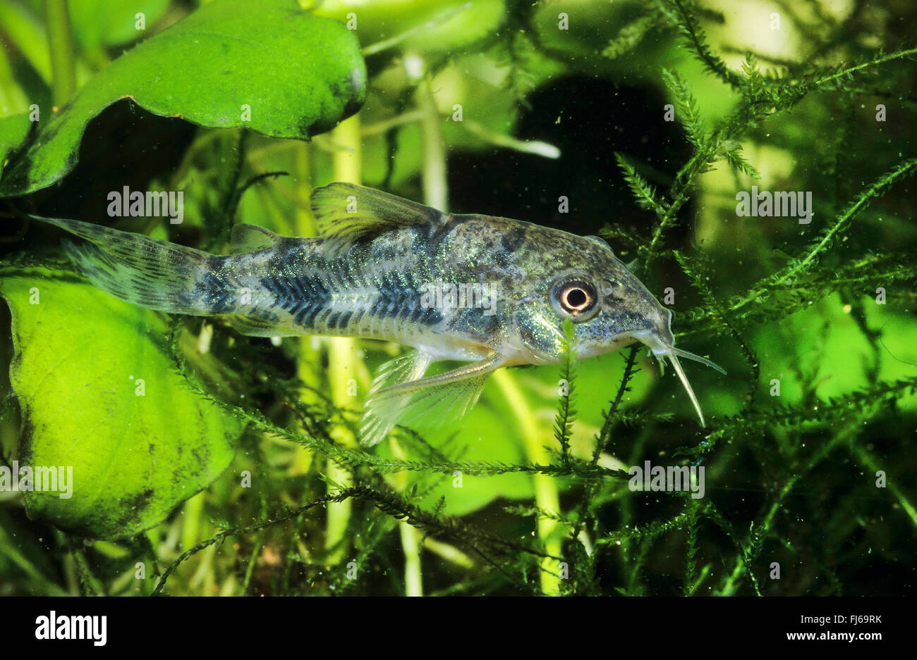 Corydoras paleatus hi-res stock photography and images - Alamy