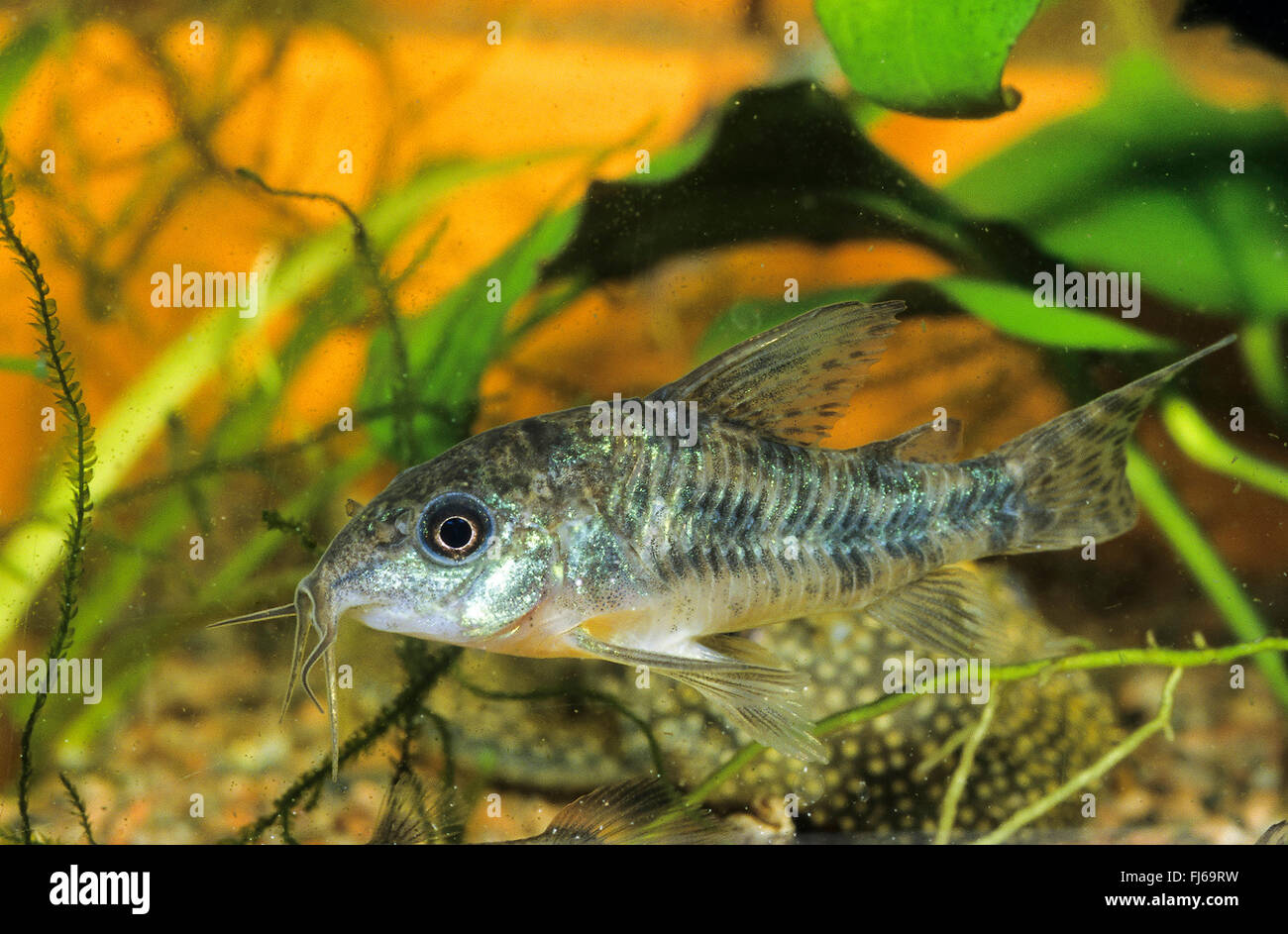 Corydoras leopard hi-res stock photography and images - Alamy