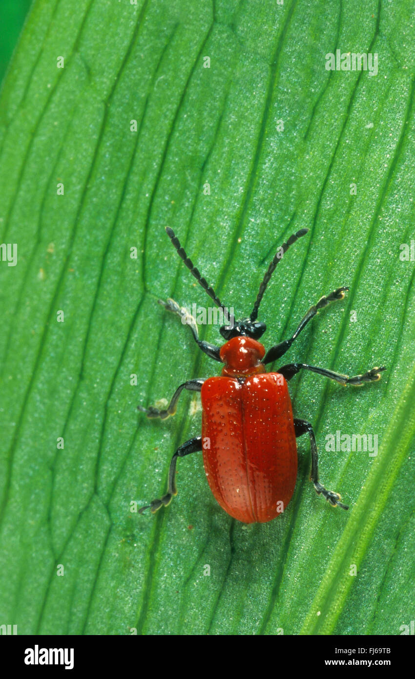 Scarlet lily beetle, Red lily beetle, Lily leaf beetle, Lily beetle ...