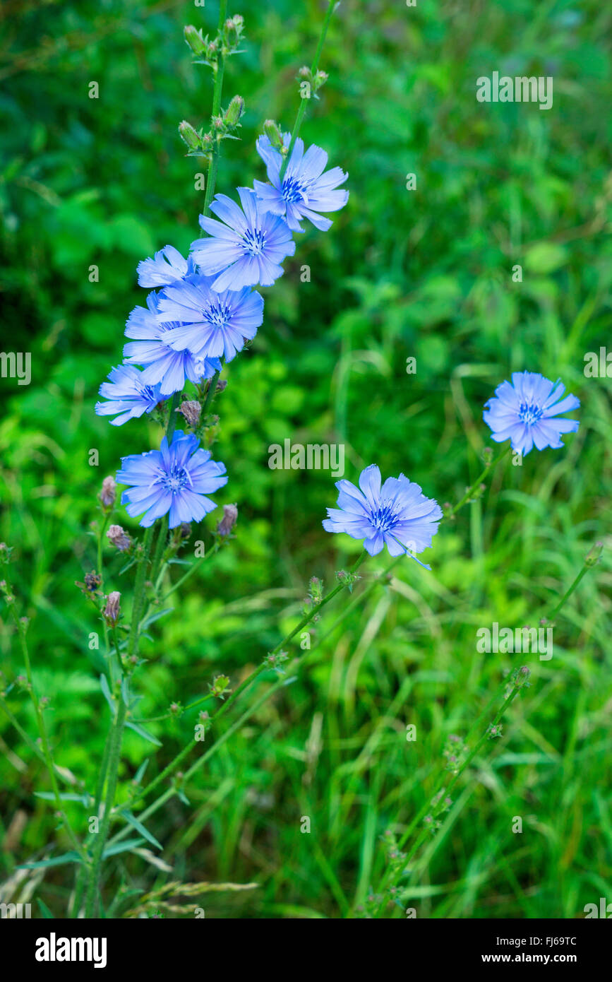 blue sailors, common chicory, wild succory (Cichorium intybus ...