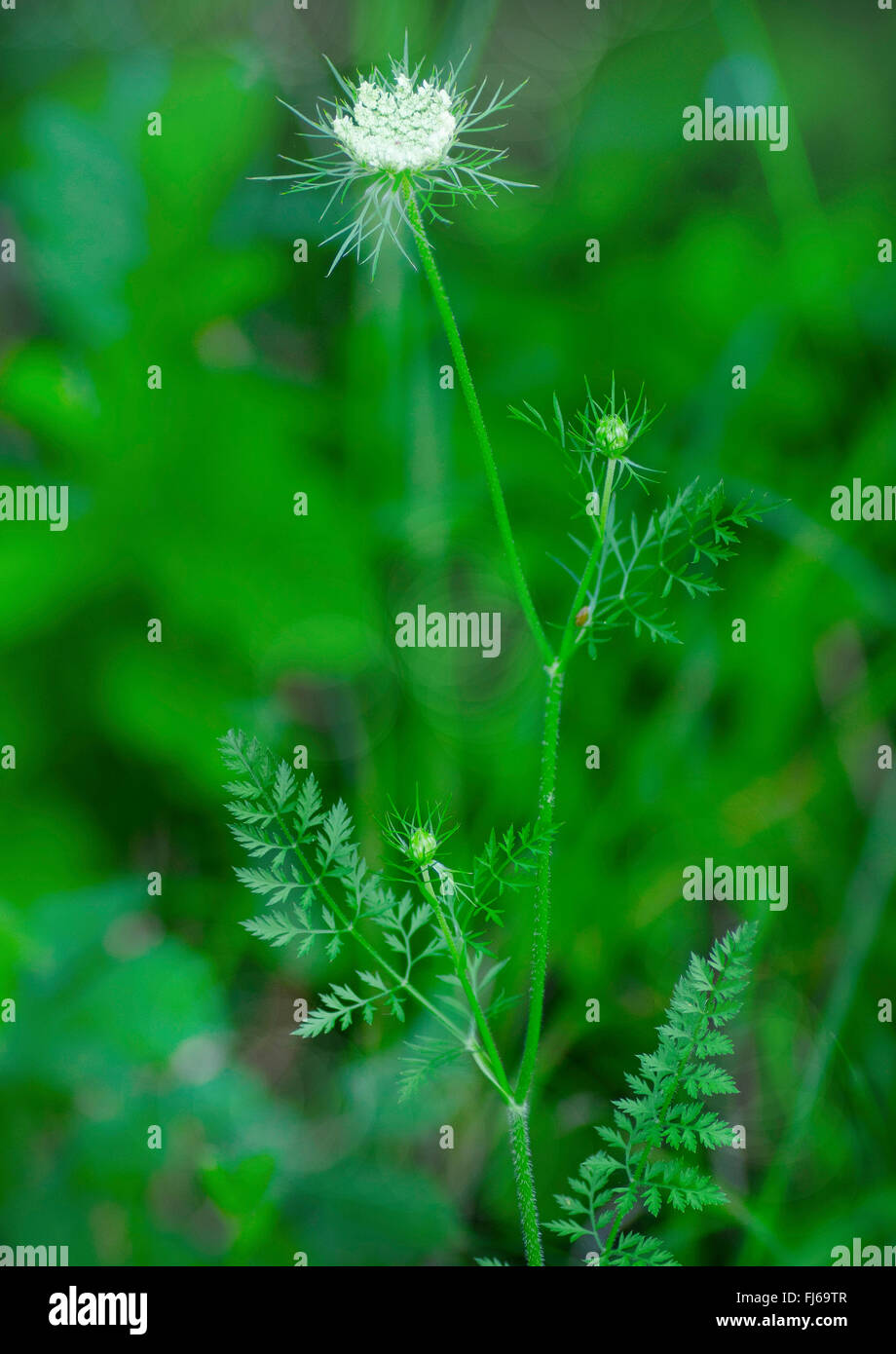 Carrot inflorescence daucus carota hi-res stock photography and images ...