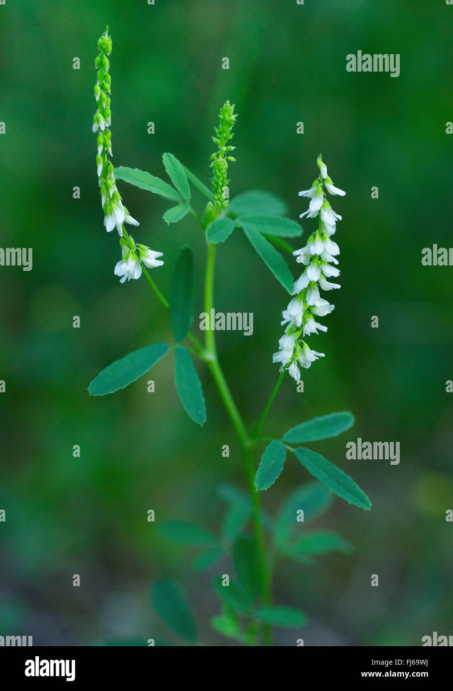 white melilot, white sweetclover (Melilotus albus, Melilotus alba ...