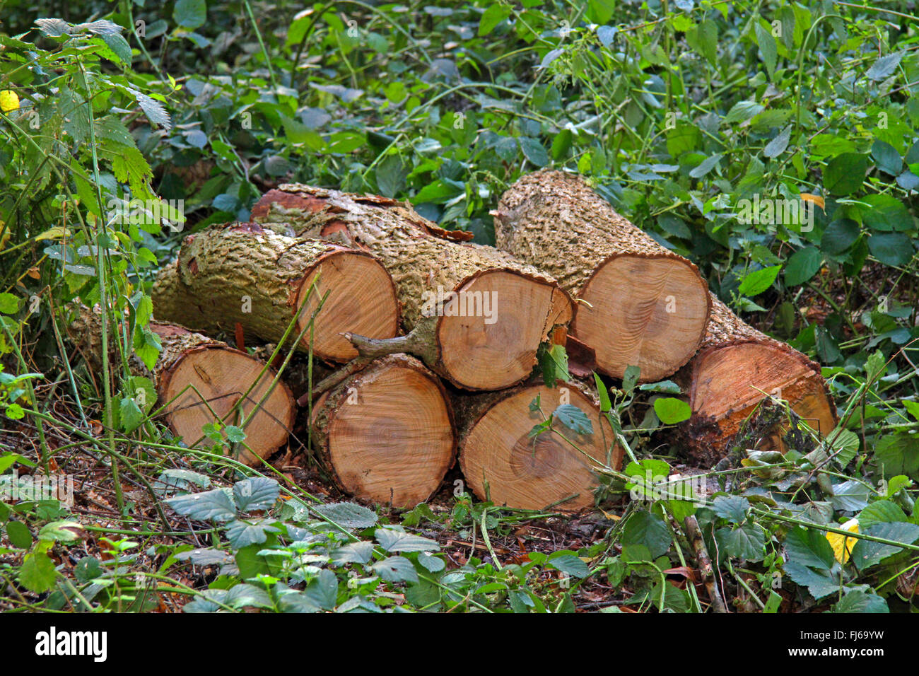 Clearing in trees hi-res stock photography and images - Alamy