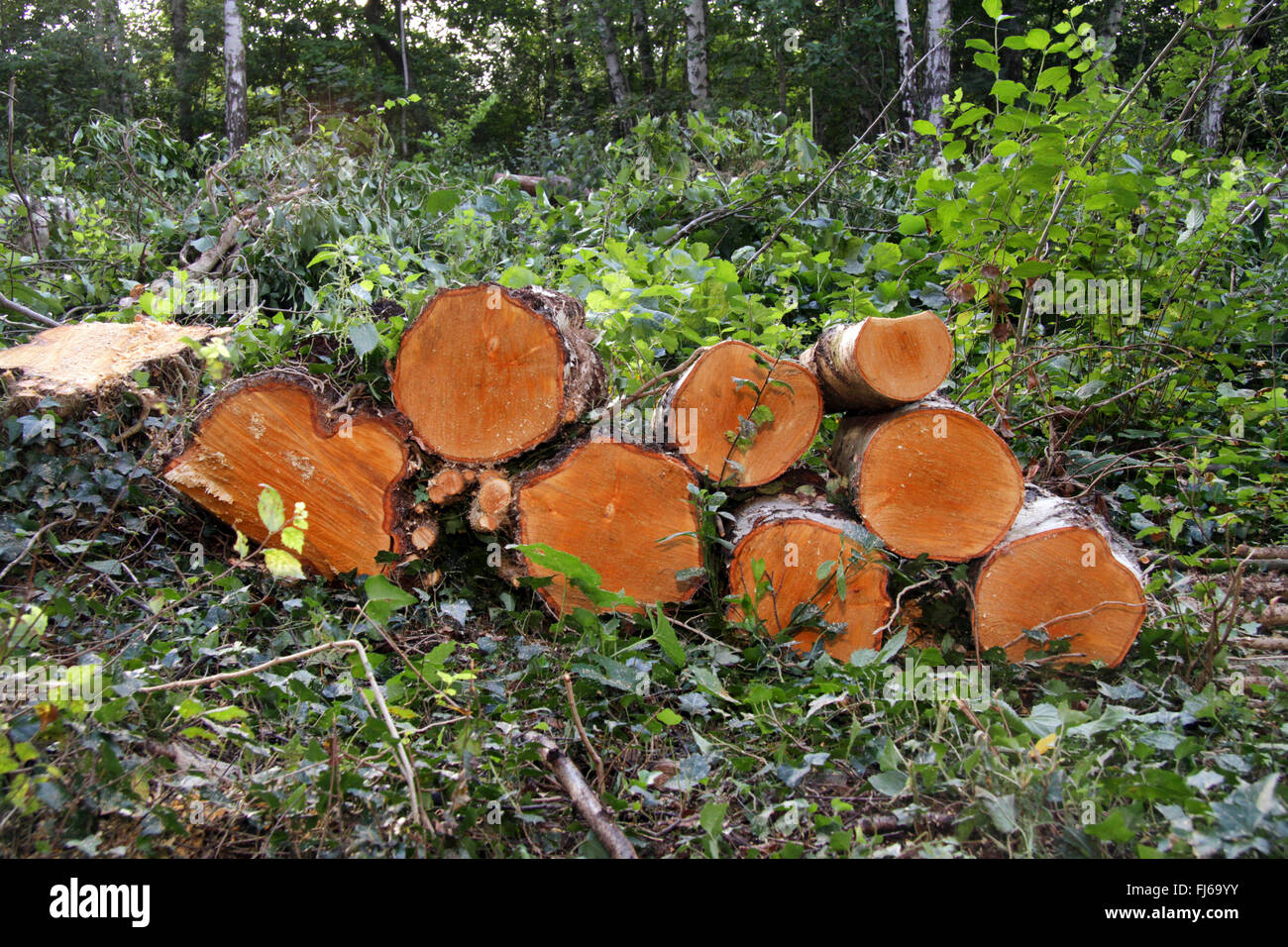 common birch, silver birch, European white birch, white birch (Betula ...