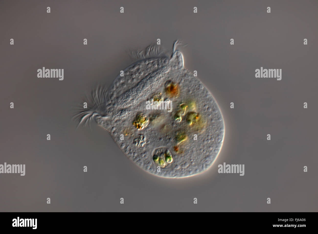 Vorticella (Vorticella spec.), single Vorticella Stock Photo - Alamy