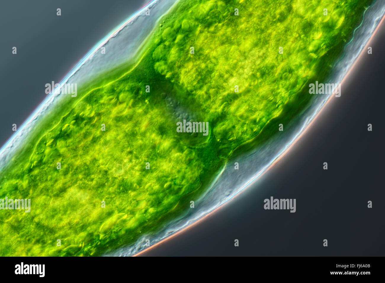 Closterium (Closterium spec.), detail Stock Photo - Alamy