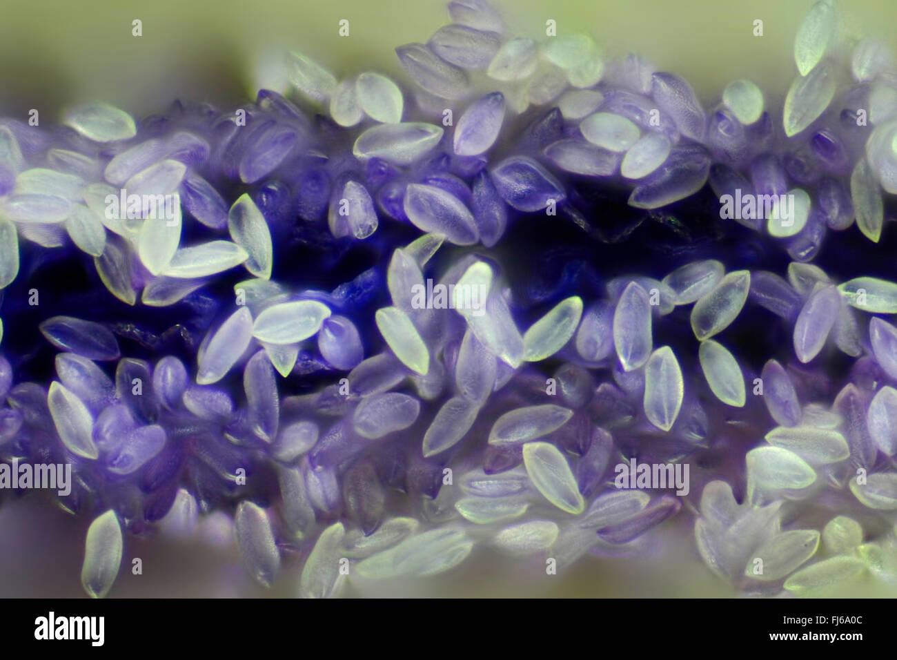 Plant pollen microscopic hi-res stock photography and images - Alamy