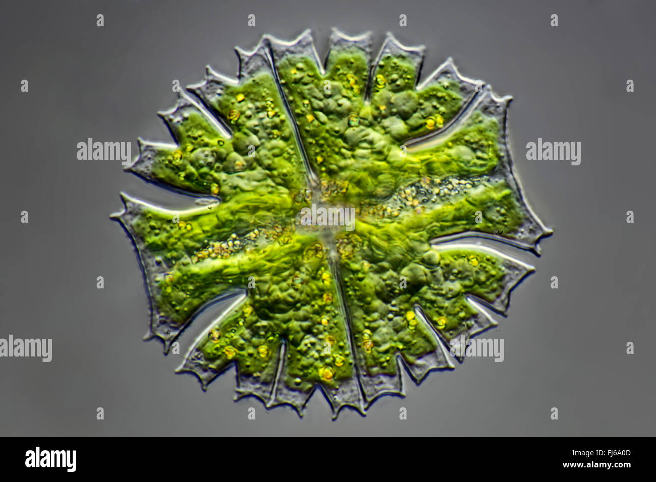 Desmids Under Microscope