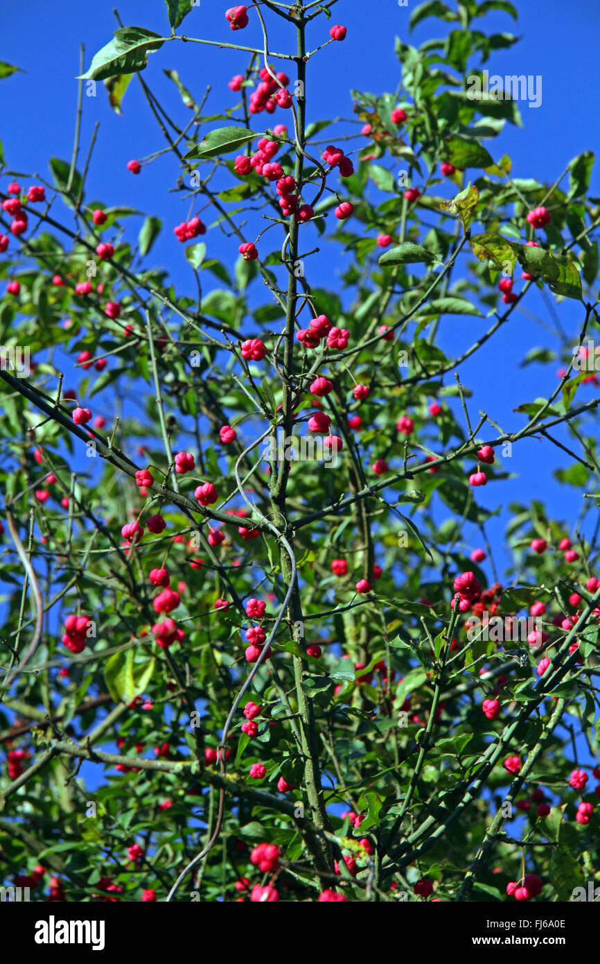 European spindle-tree (Euonymus europaea, Euonymus europaeus), branch ...