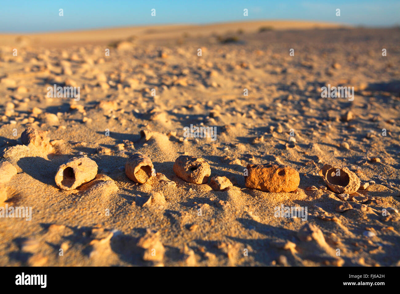 flower bee (Anthophora spec.), subfossil urn nests in the dunes near ...