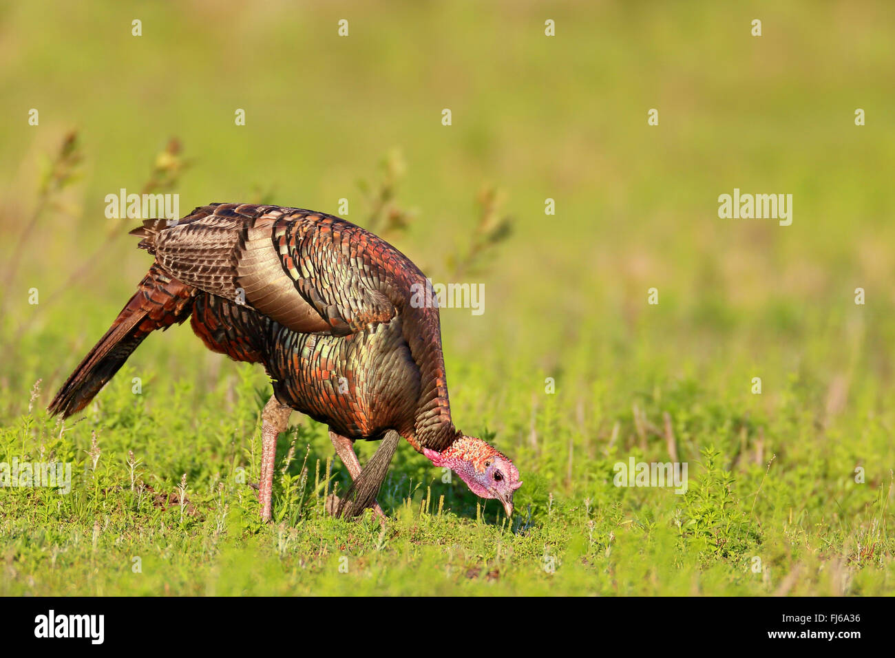 North american wild turkeys hi-res stock photography and images - Alamy