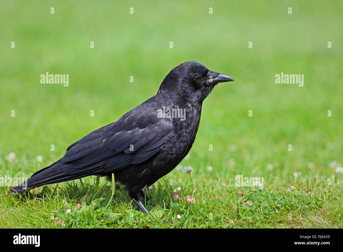 Northwestern crow (Corvus caurinus), stands on a lawn, Canada ...