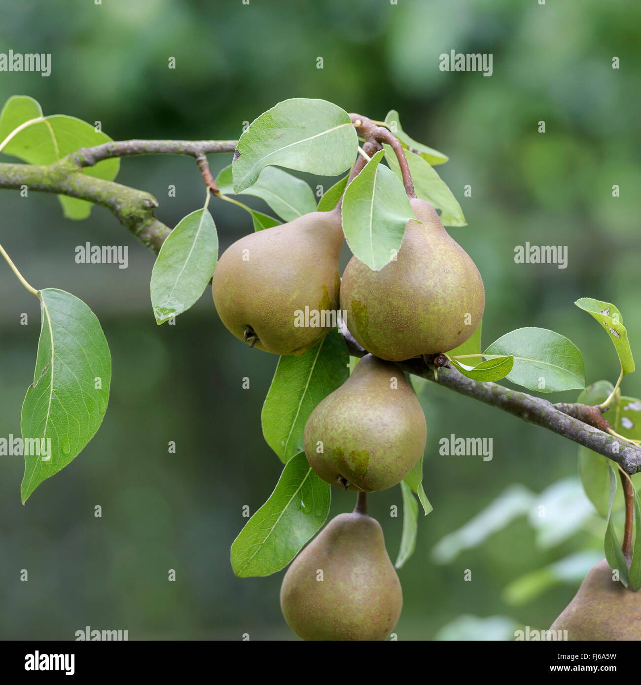 Common pear (Pyrus communis 'Uta', Pyrus communis Uta), peras on a tree ...