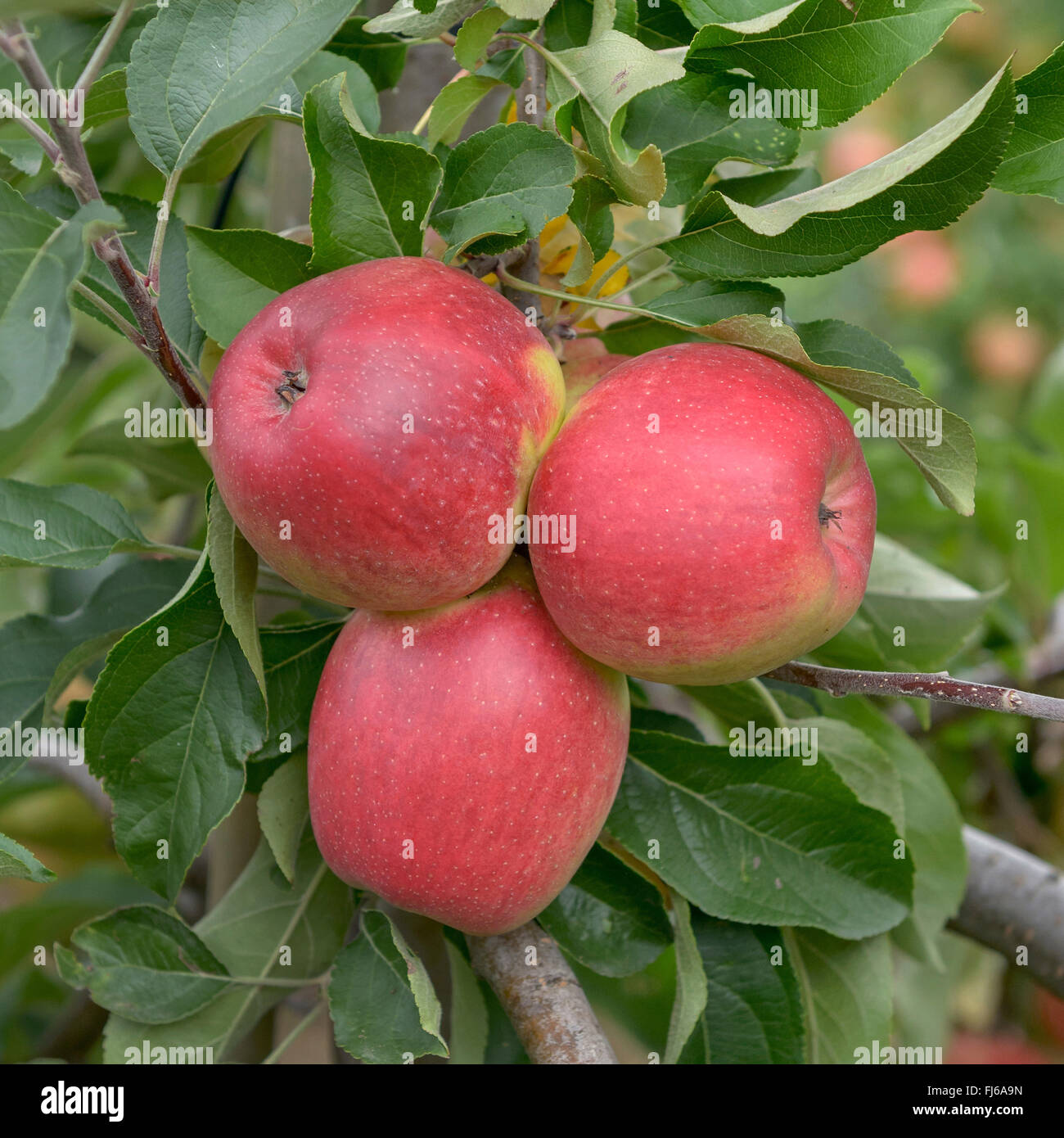 apple tree (Malus domestica 'Recolor', Malus domestica Recolor), aplles ...
