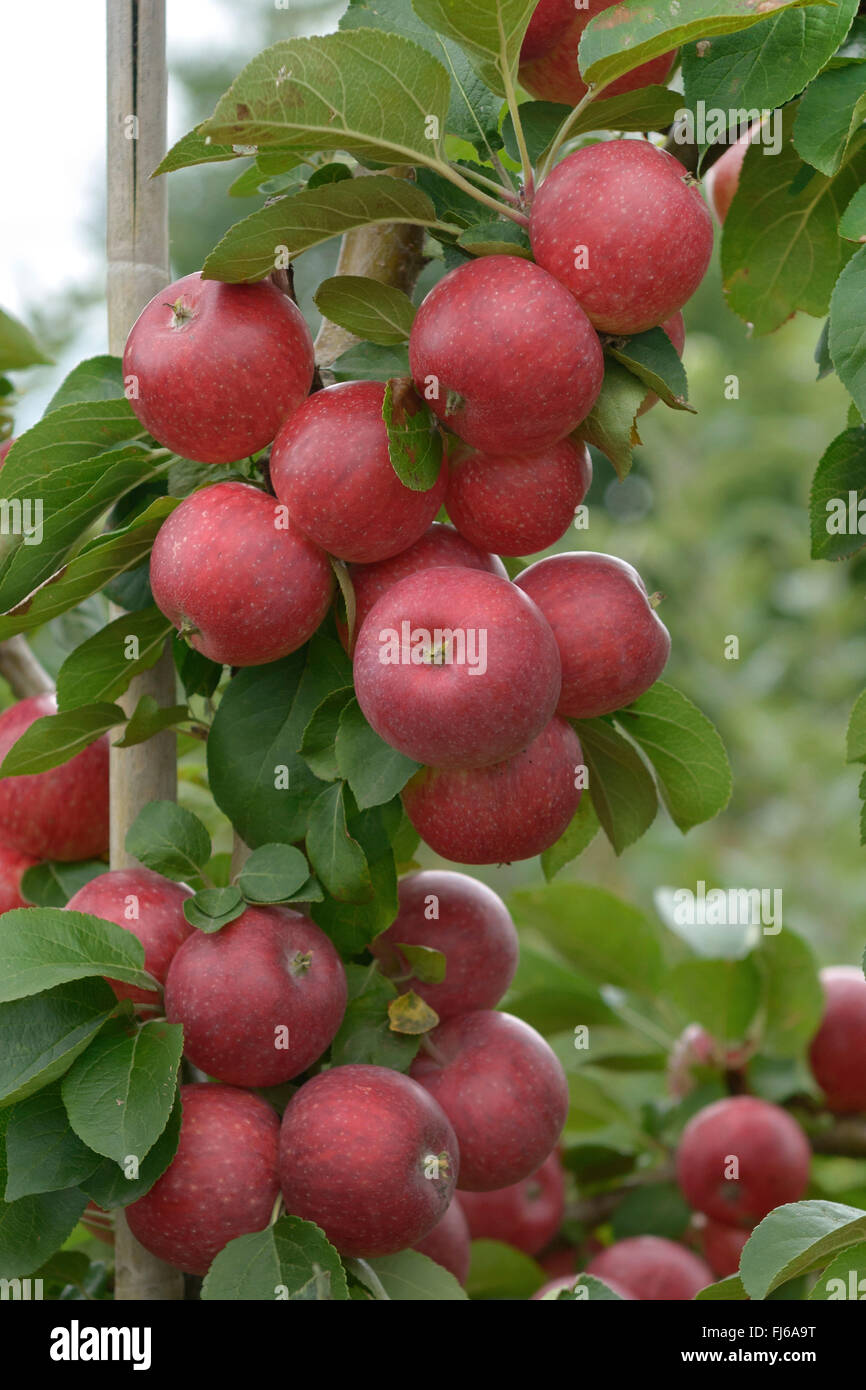 apple tree (Malus domestica 'Remo', Malus domestica Remo), aplles on a ...