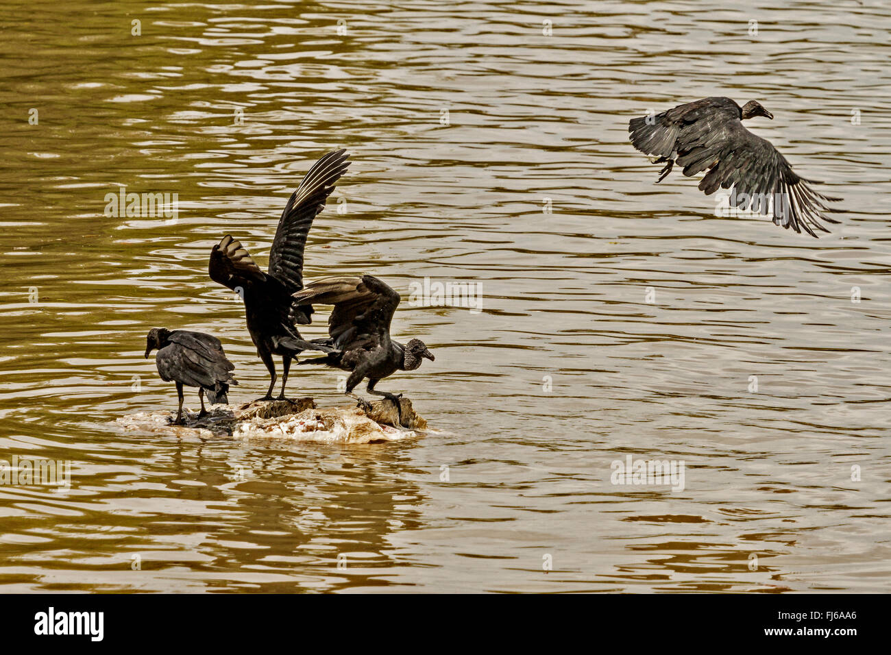 Vultures of south america hi-res stock photography and images - Alamy