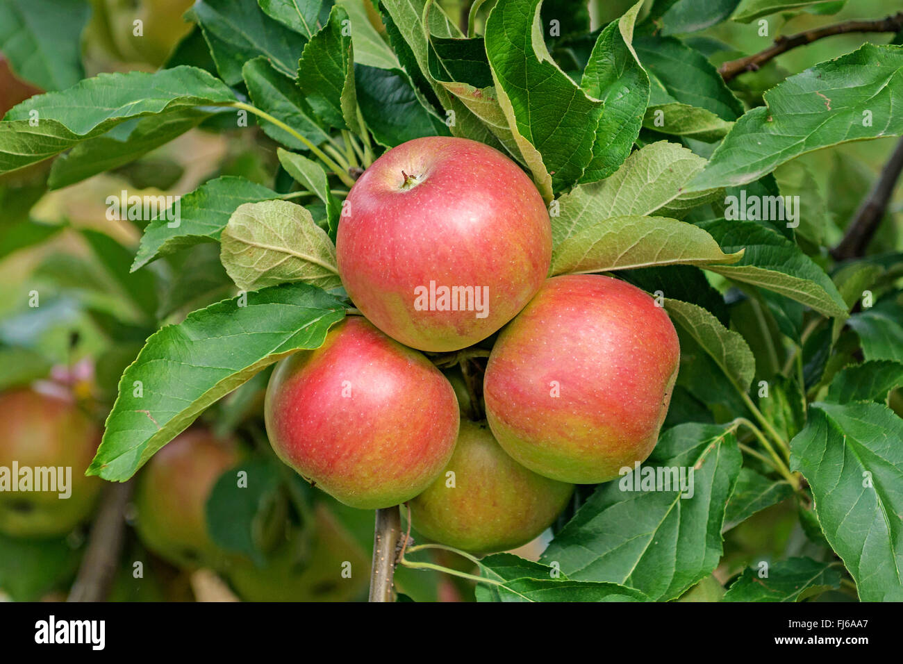 apple tree (Malus domestica 'Idared', Malus domestica Idared), aplles ...