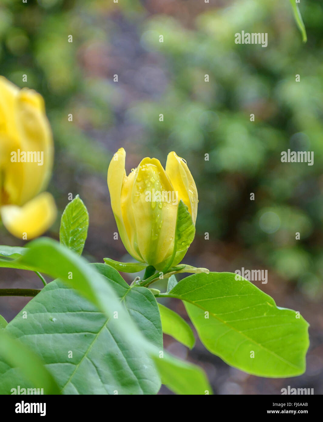 Cucumber tree hi-res stock photography and images - Alamy
