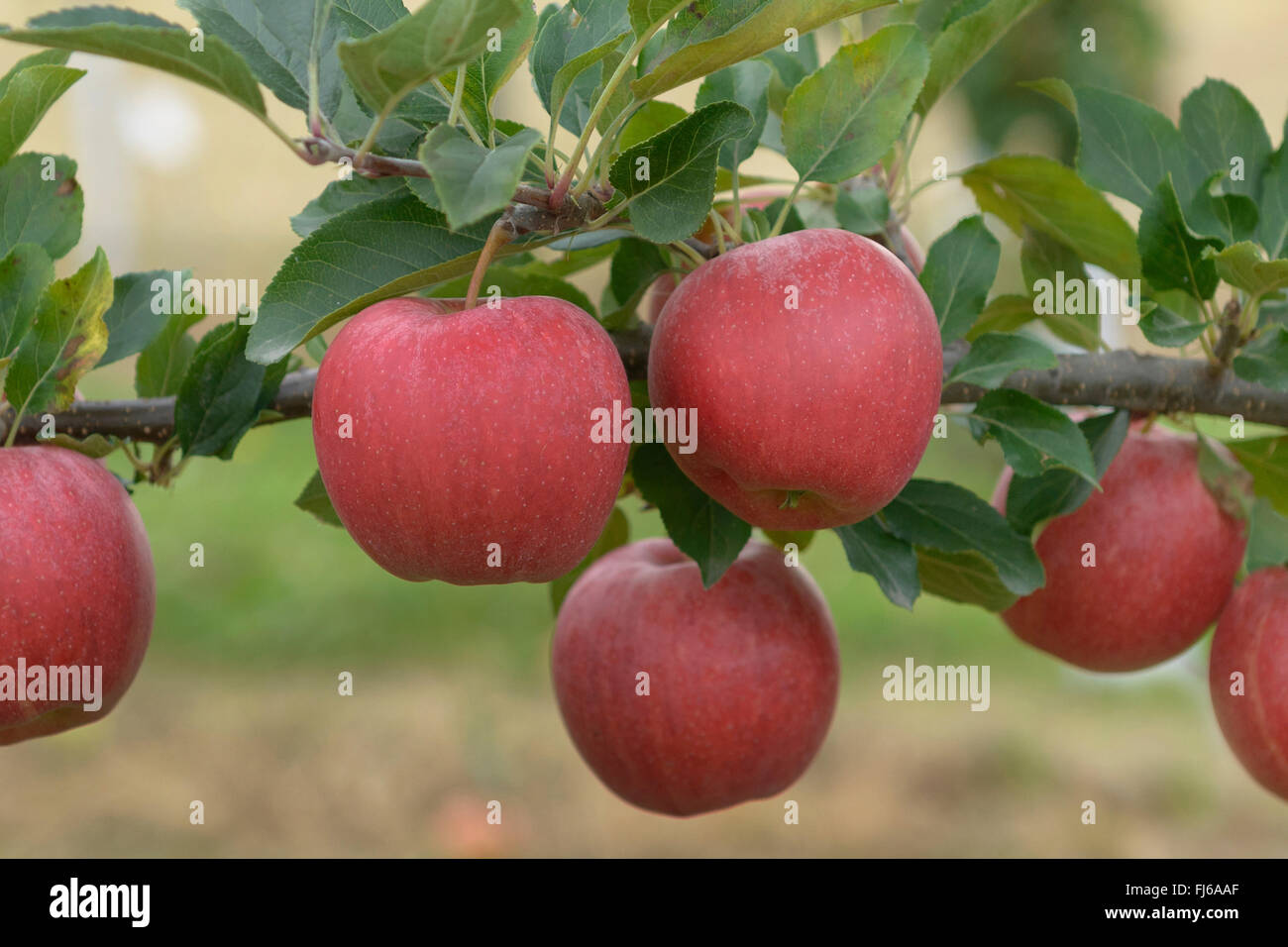 Gala apple tree hi-res stock photography and images - Alamy