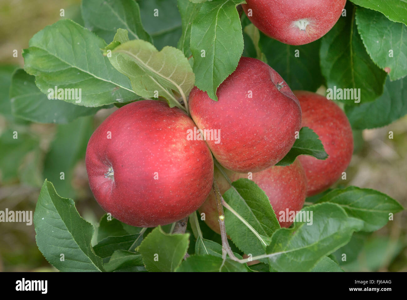 apple tree (Malus domestica 'Santana', Malus domestica Santana), aplles ...