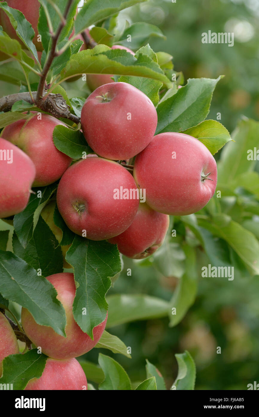 apple tree (Malus domestica 'Gala King', Malus domestica Gala King ...