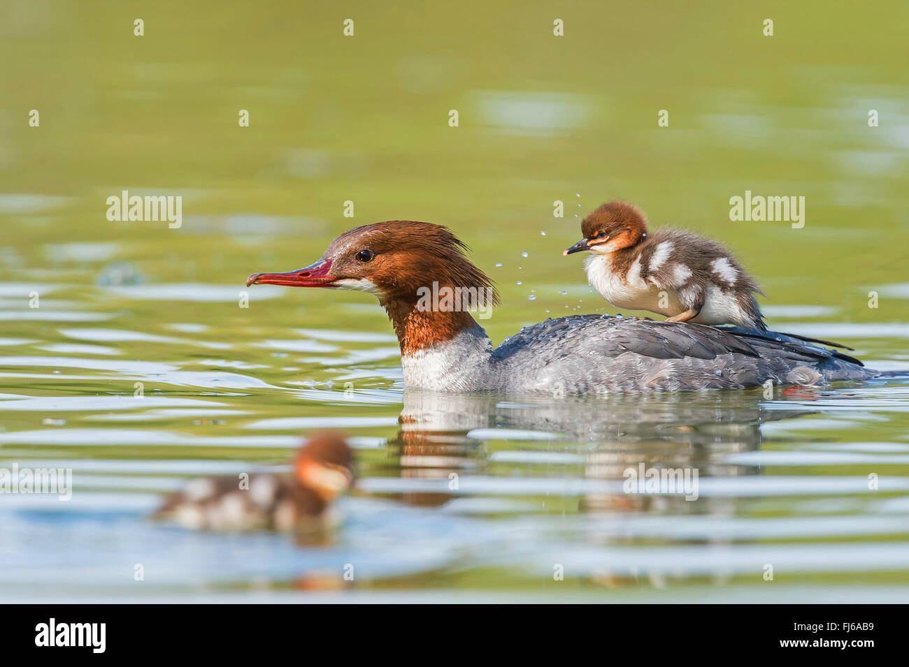 View of goosander with chicks hi-res stock photography and images - Alamy