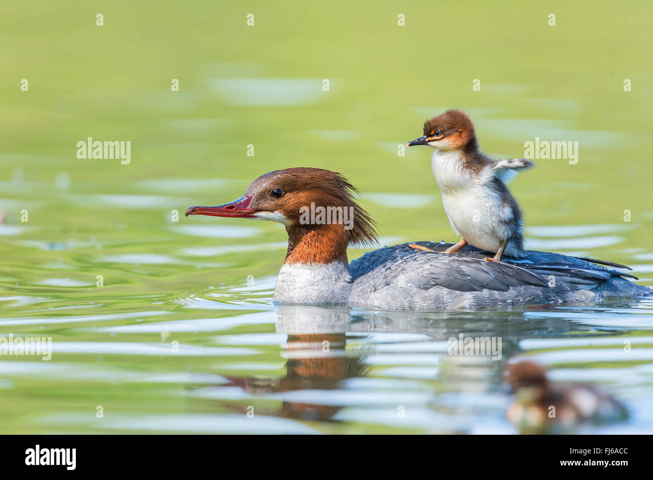 Female carrying baby on its back hi-res stock photography and images ...