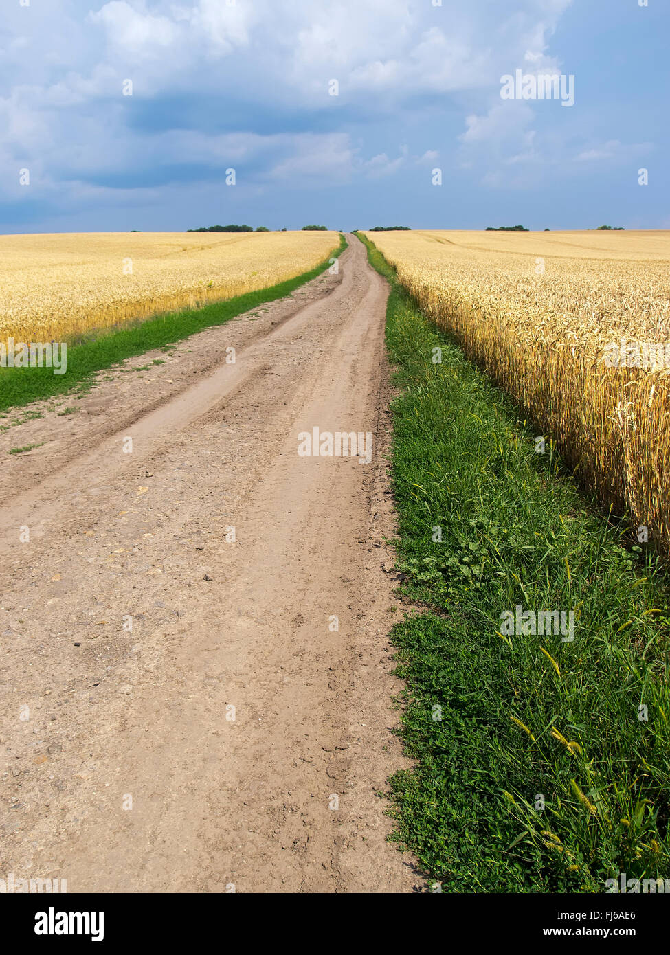 Empty countryside road through fields with wheat Stock Photo - Alamy