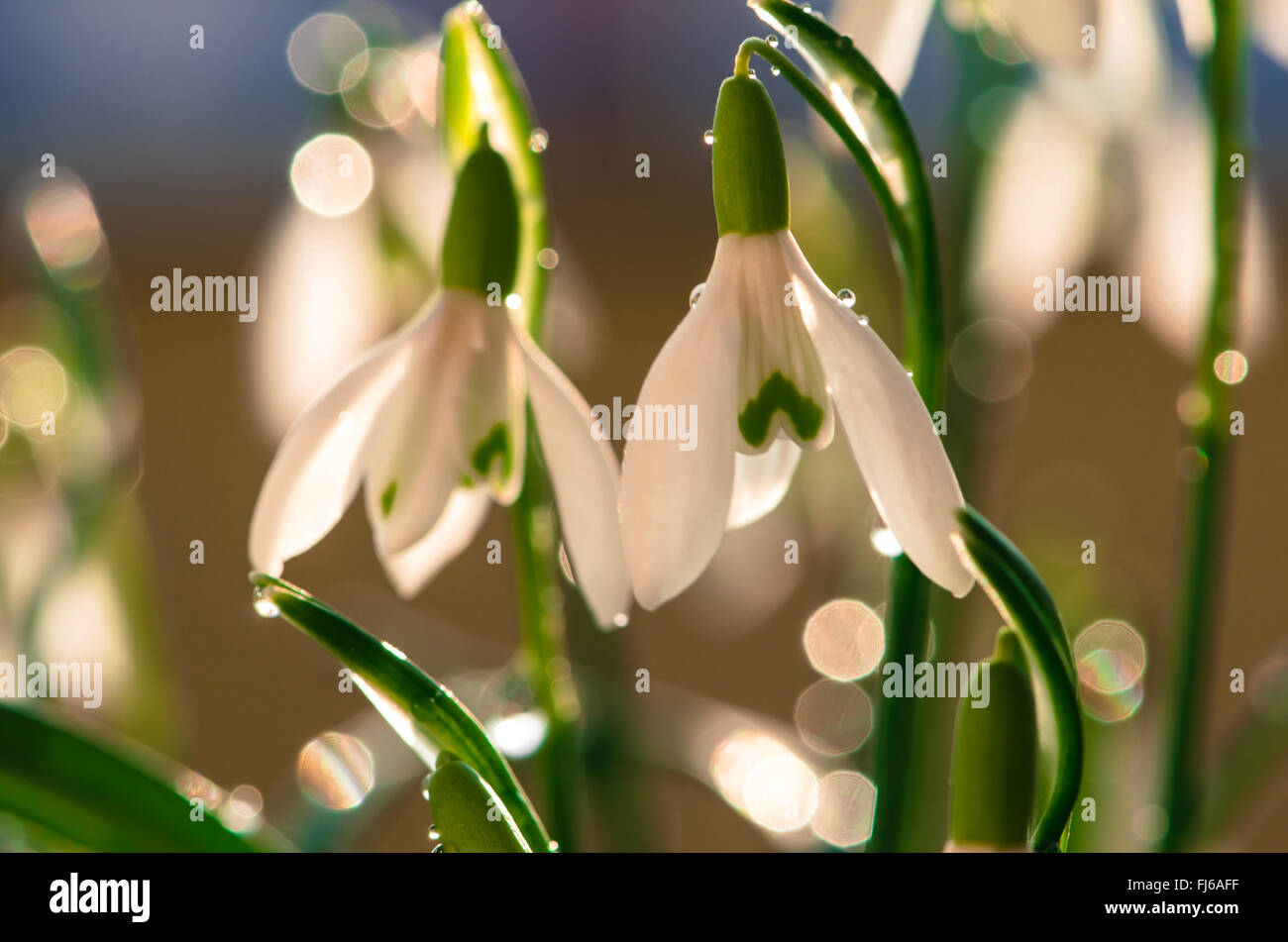 white snowdrop on haze background filtered effect Stock Photo - Alamy