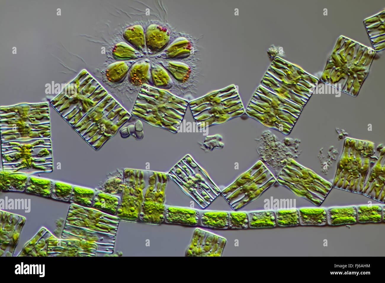 Diatoms and algae hi-res stock photography and images - Alamy
