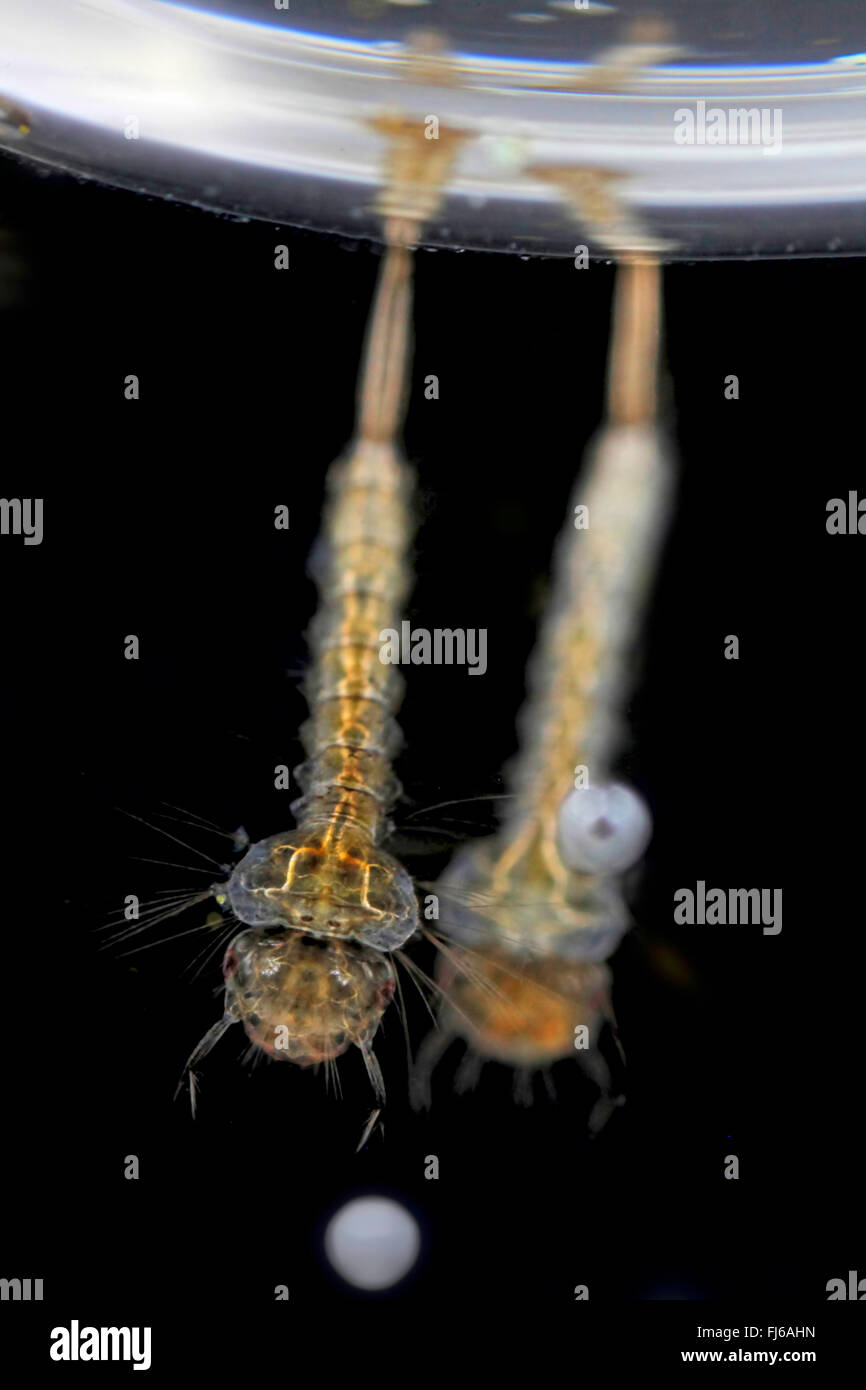 Mosquito larvae hi-res stock photography and images - Alamy